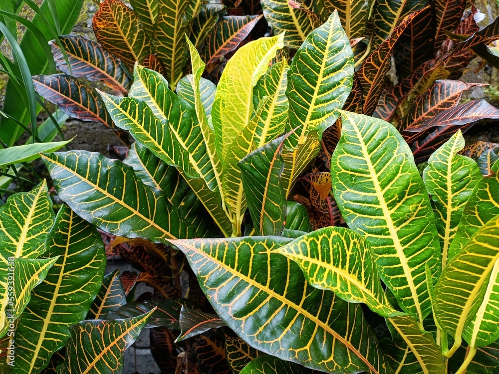 Tropical garden plants with green and red leaves and contrasting yellow ...