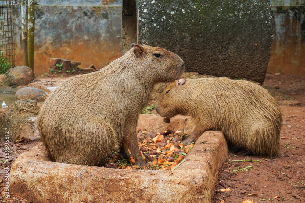 Capybara - Kapibara (Hydrochoerus hydrochaeris ), the largest living ...