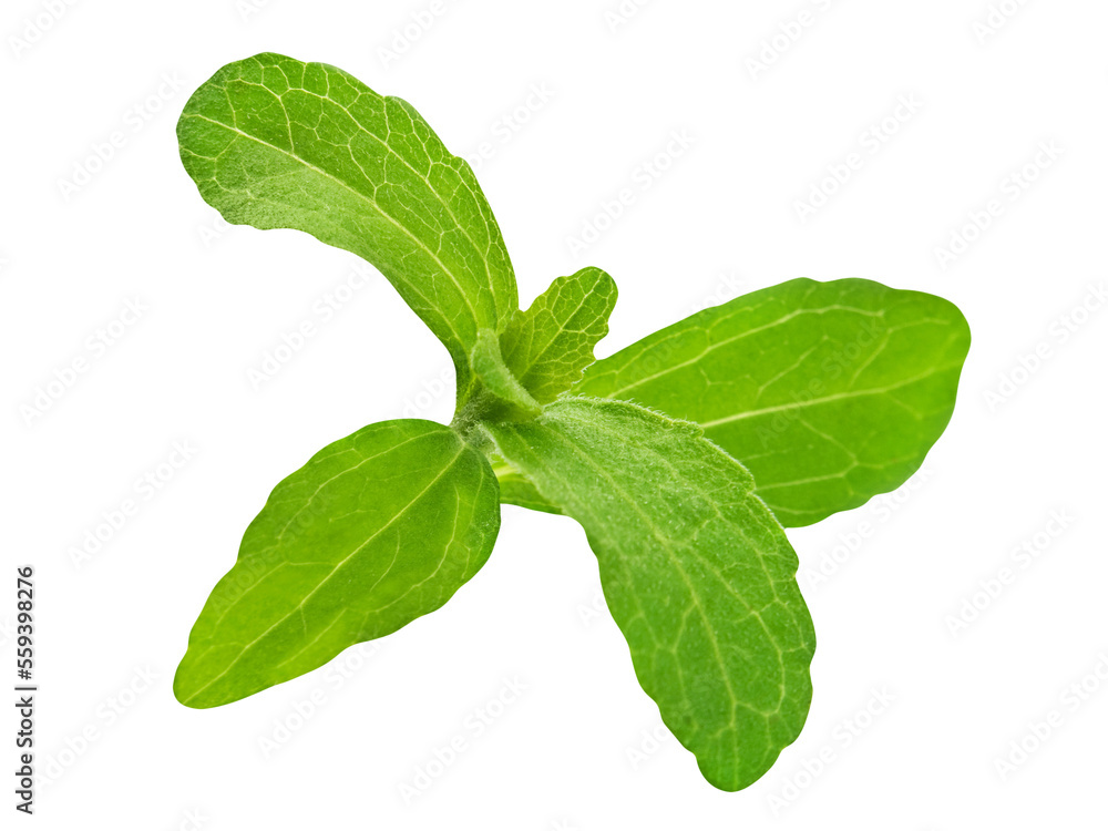Foto de Stevia Hintergrund transparent PNG cut out do Stock | Adobe Stock