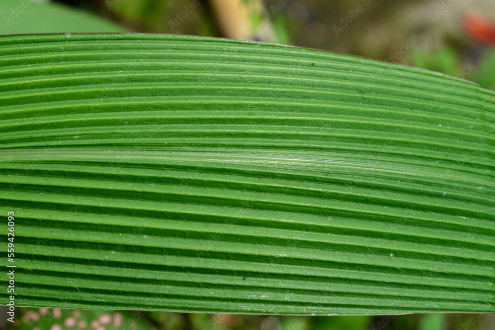 Curculigo orchioides is a stemless evergreen endangered flowering plant ...