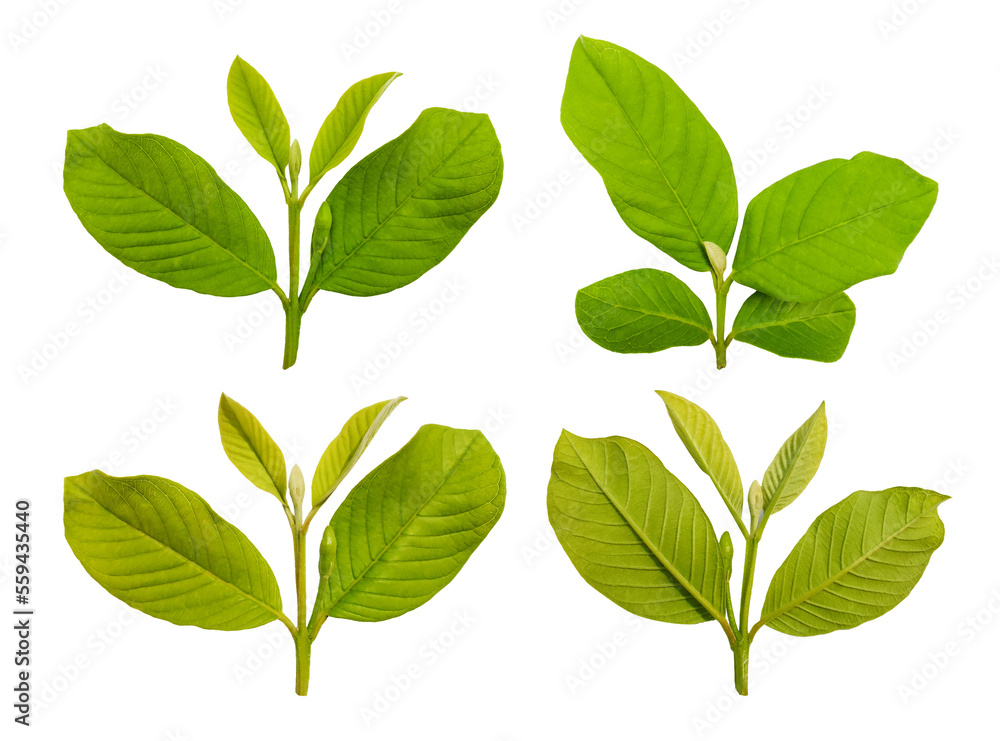 collection of young guava leaf stalks of various shapes isolated. leaf ...