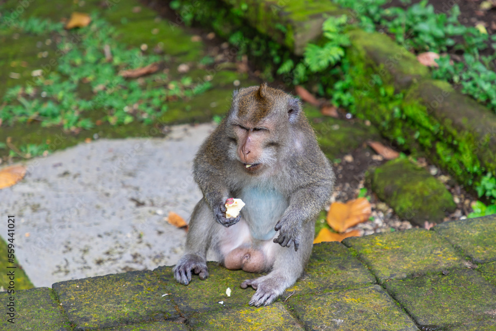 Sangeh monkey forest in Bali near Ubud village. Indonesia Stock Photo ...