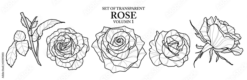 Cute hand drawn isolated black outline rose on transparent background ...