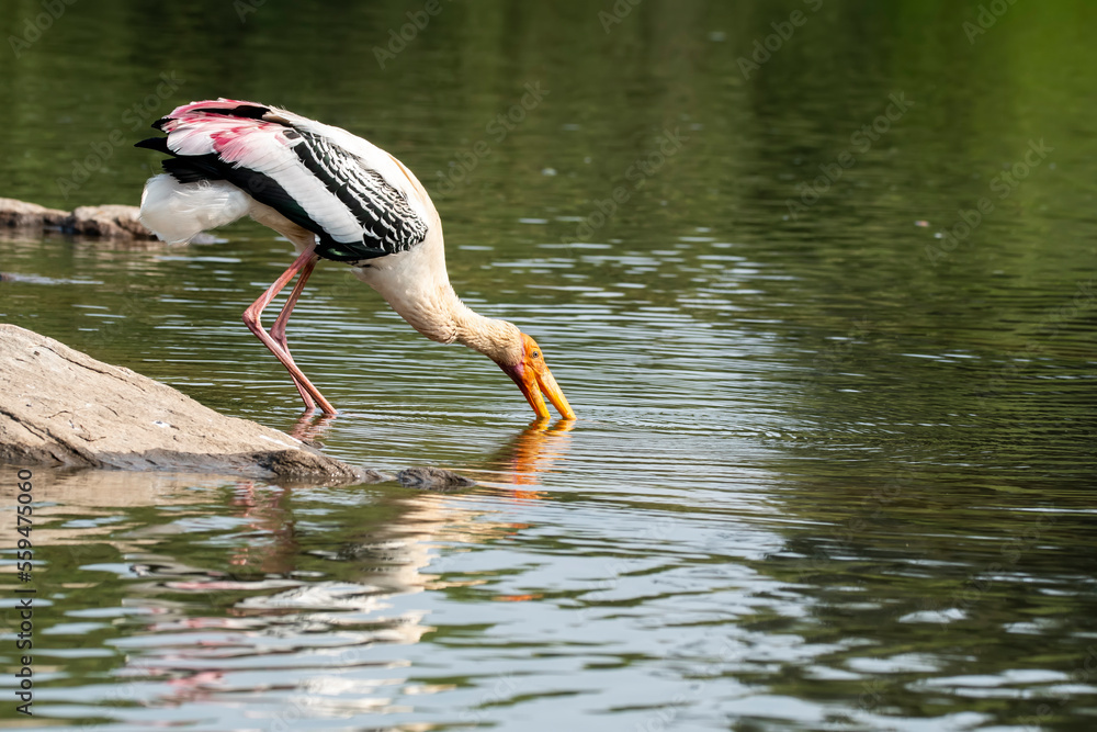 A painted stork drinking water from Kaveri river inside Ranganathittu ...