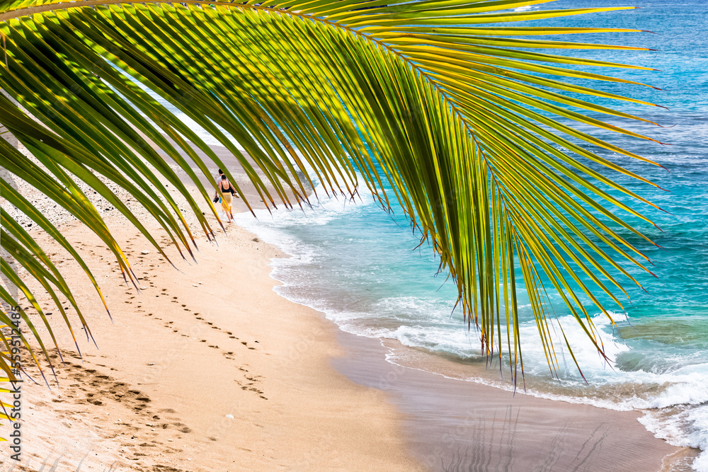 Foto de Palme de cocotier sur plage de Boucan Canot, île de la Réunion ...