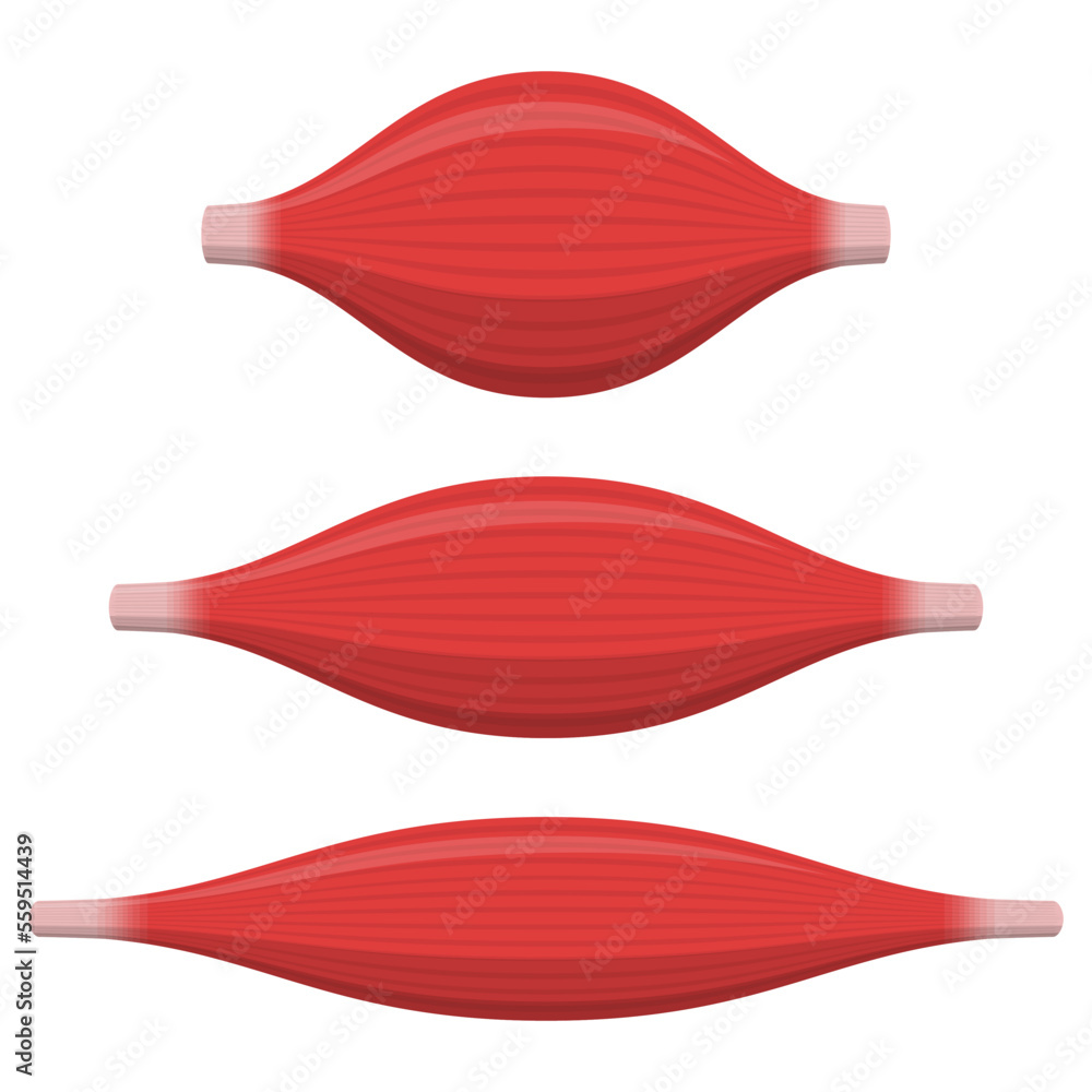 Muscle contraction and relaxation isolated on white background. Muscle ...