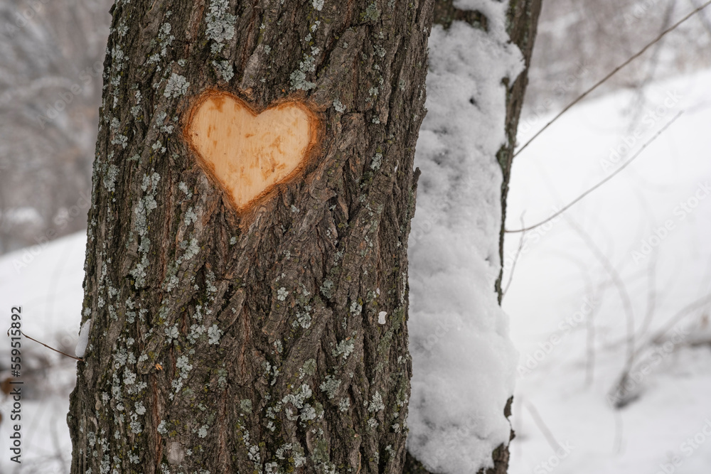 A heart carved on a tree. Heart as a symbol of love on a tree. Tree ...