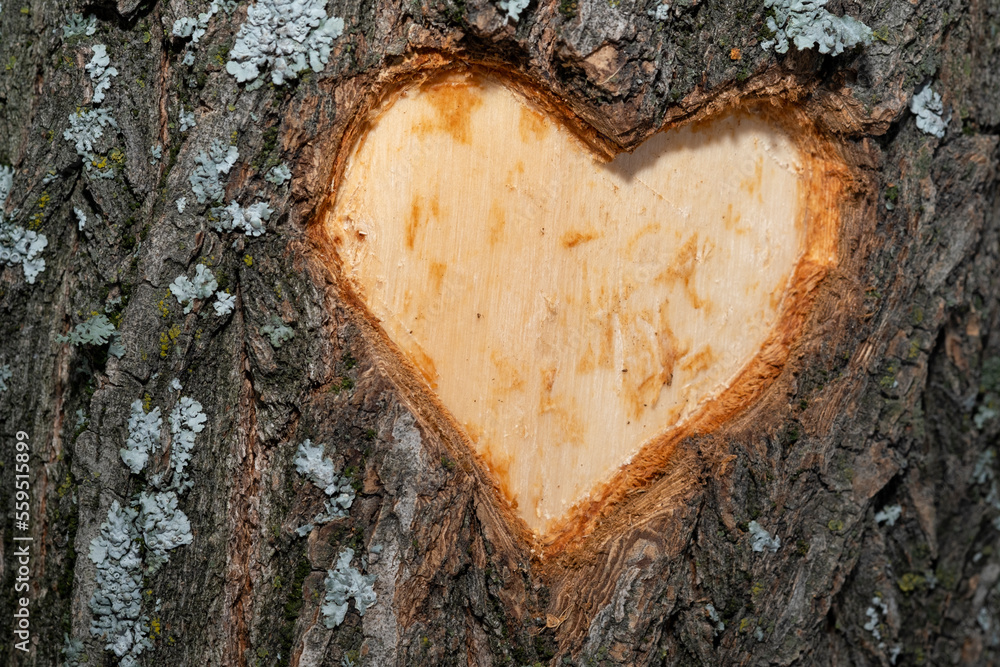 A heart carved on a tree. Heart as a symbol of love on a tree. Tree ...