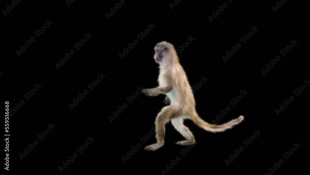 White-headed Capuchin, black monkey, monkeys Dance CG fur 3d rendering animal realistic CGI VFX ...