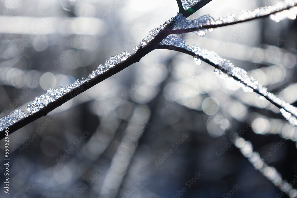 Foto de Branches covered with ice after freezing rain. Sparkling ice ...