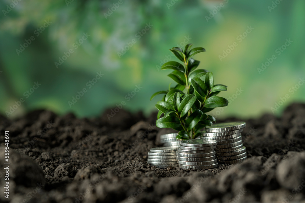 Money growth in soil with green leaves and trees concept, business and ...