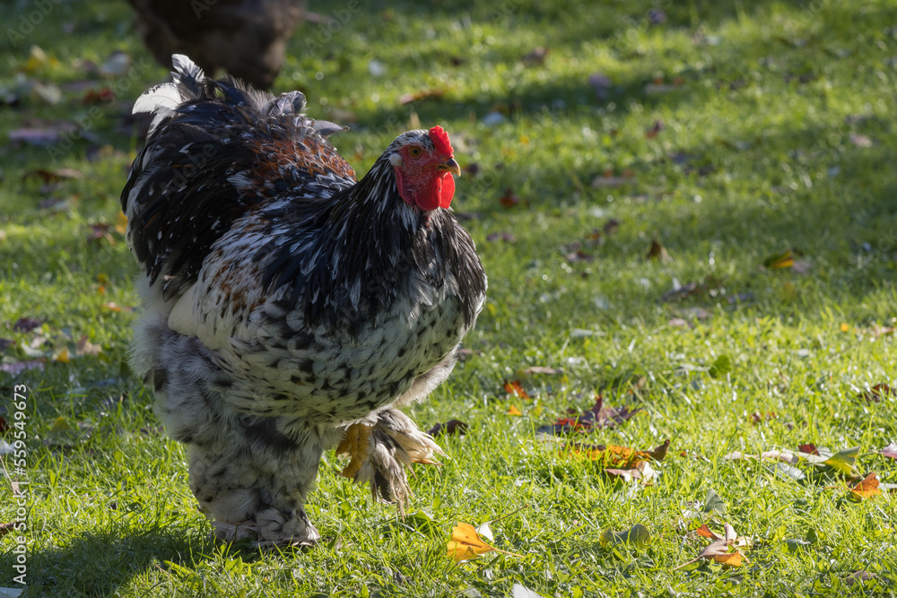 Rare porcelain Brahma rooster with feathered legs as rare breeds of ...