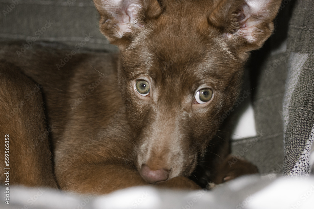 Podenko ibitsenko, ibisan greyhound portrait. Hunting dogs breed ...