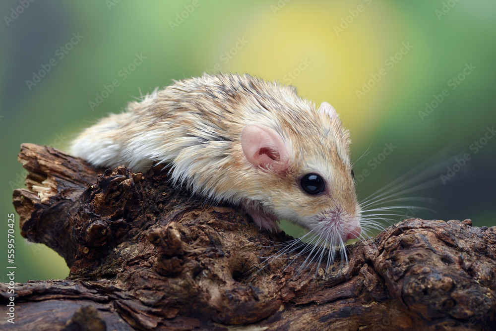 Close-up photo of Fat tailed gerbil (Pachyuromys duprasi) Stock Photo ...