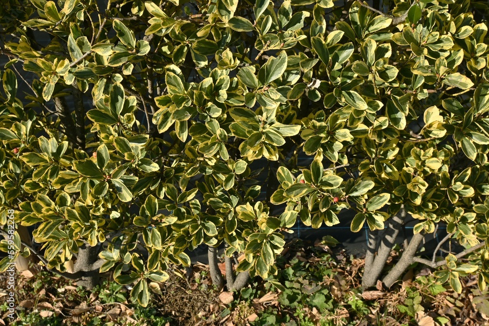 Poster The variegated leaf Japanese spindle tree hedge and berries ...