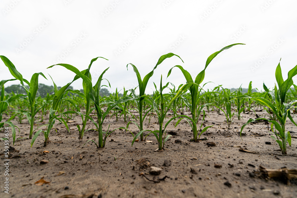 Junge Maispfanzen auf einem Feld, die einzelnen Reihen der Pflanzen ... Junge Maispfanzen auf einem Feld, die einzelnen Reihen der Pflanzen ...