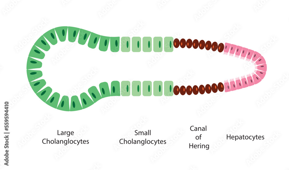 Cholanglocytes and hepatocytes connection inside liver organ Stock ...