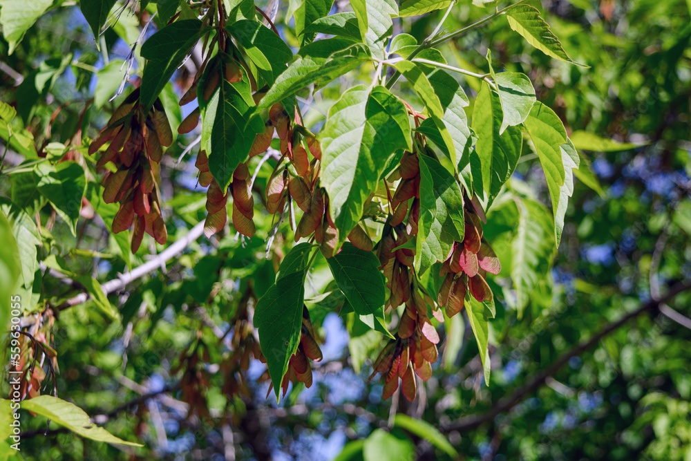 Acer negundo, the box elder, boxelder maple, Manitoba maple or ash ...