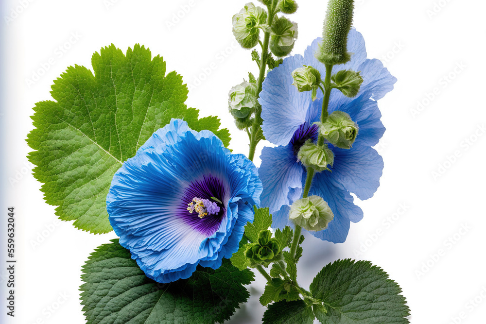 Blue Hollyhock Flowers
