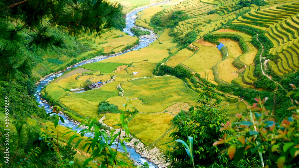 Rice terrace Field Green agriculture beautiful landscape. Ecosystem ...
