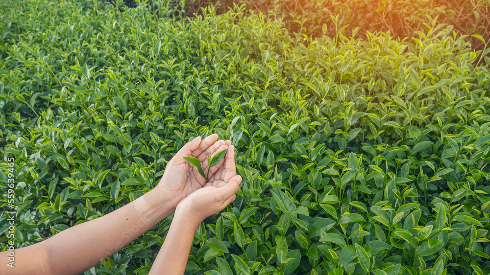 Woman hand plucking green tea tree picking bud young tender camellia ...