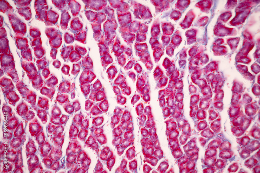 Tissue of Small intestine (Duodenum), Large intestine Human and Stomach ...