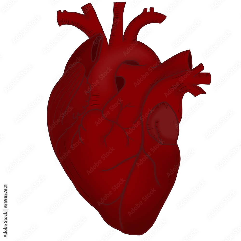 Real biology human heart red Detailed drawing of a human heart ...
