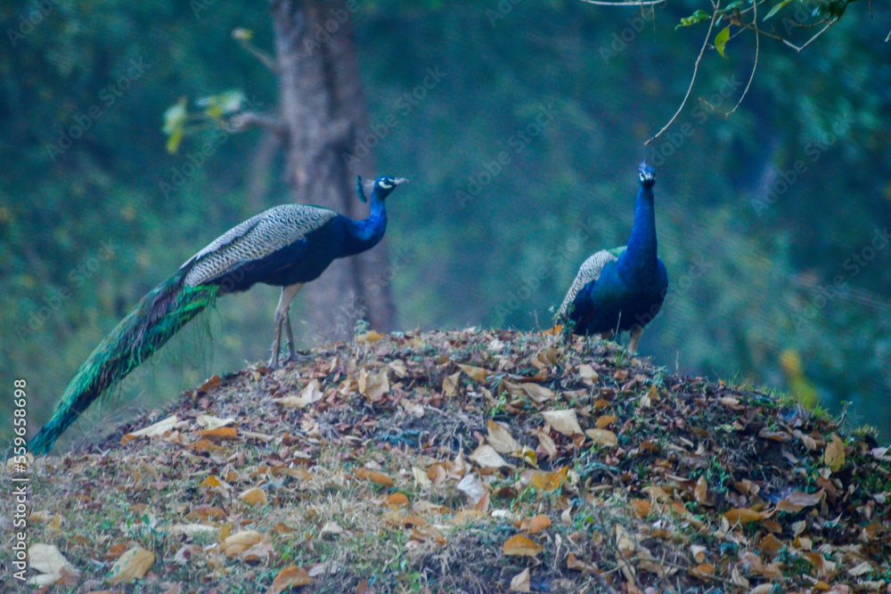 Early morning shot of two peacock standing next to each other. Peacocks ...