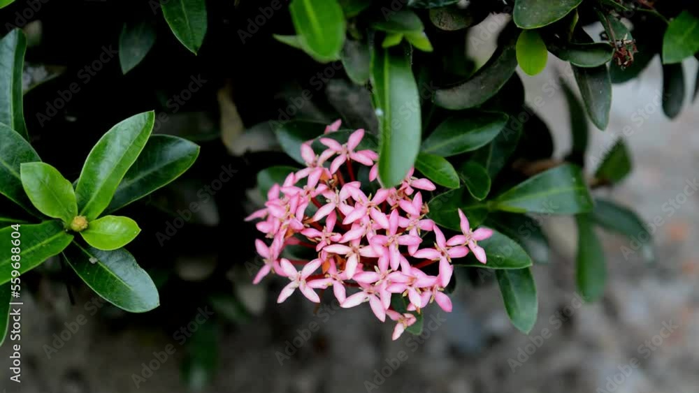 The flower of Ashoka tree is the state flower of Indian state of Odisha ...