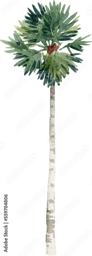 Beautiful PNG stock clip art illustration with watercolor hand drawn ...