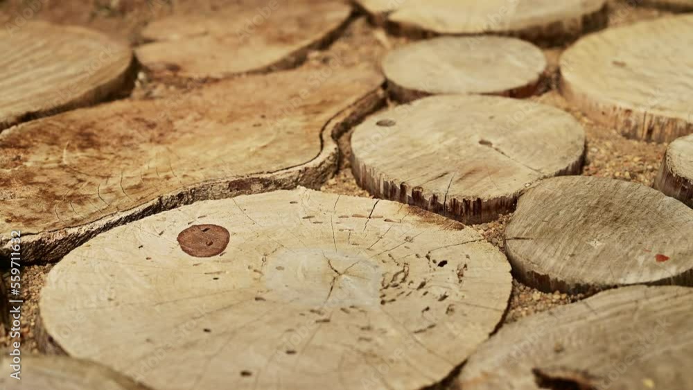 Cross section plank of tree trunk made from logs are placed on the ...