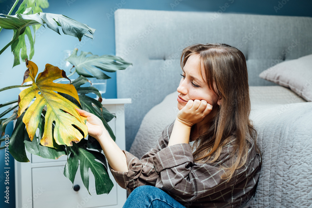 Young upset, sad woman examining dried dead foliage of her home ...