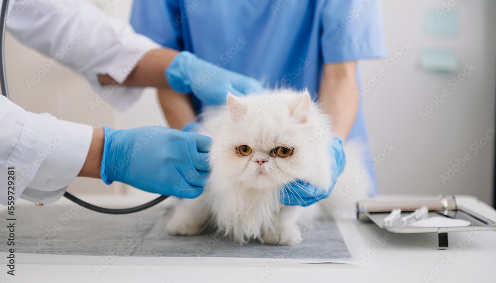 Veterinary for treating sick cats, Maintain animal health Concept, in ...