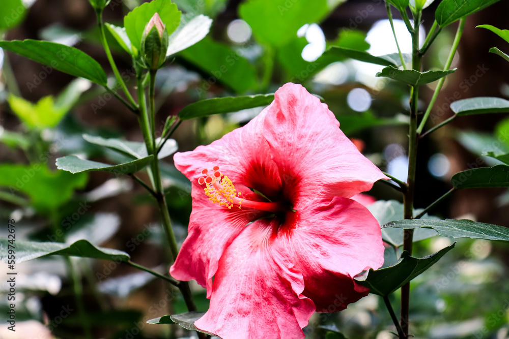 Hibiscus flower (Hibiscus rosa-sinensis L) is a shrub of the Malvaceae ...