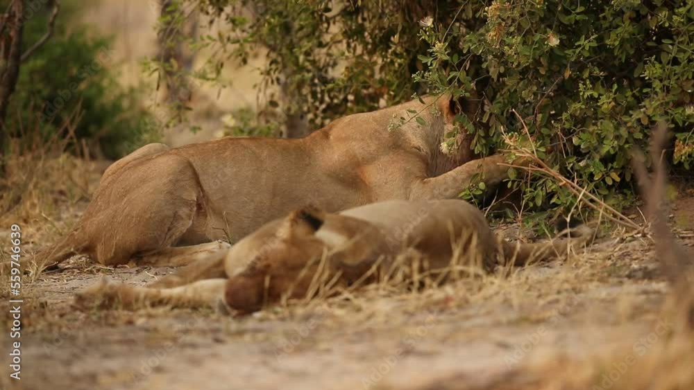 Big lioness with dead wildbeast. Wild animal in the nature habitat ...