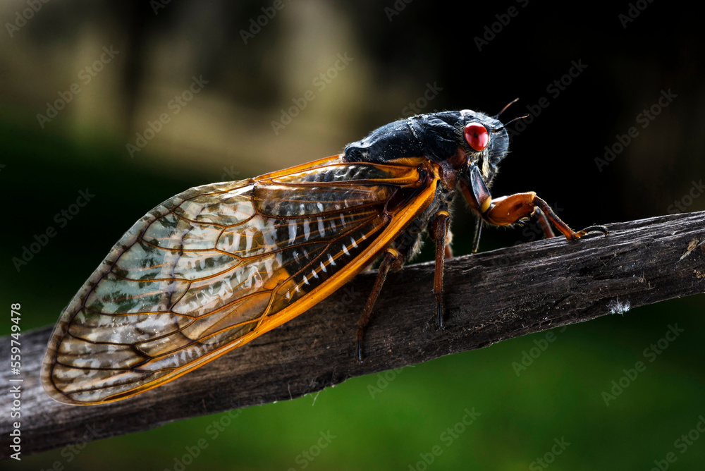 A detailed view of a Brood II Cicada insect. Stock Photo | Adobe Stock
