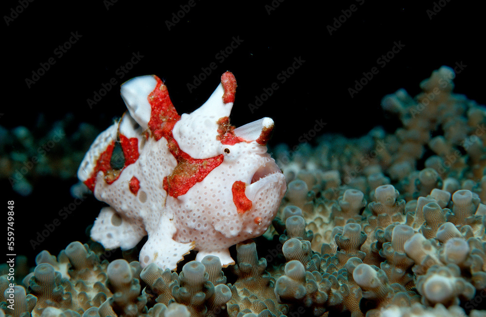 Dwarty frogfish, antennarius maculatus, Indonesia, Indian Ocean, Komodo ...