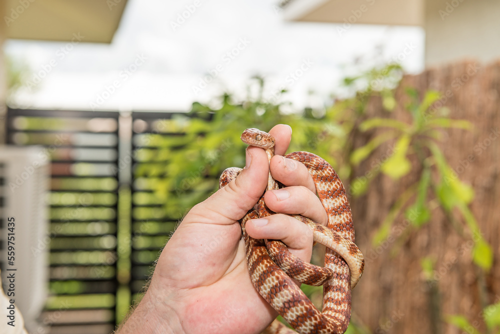 Brown Tree Snake Stock Photo | Adobe Stock