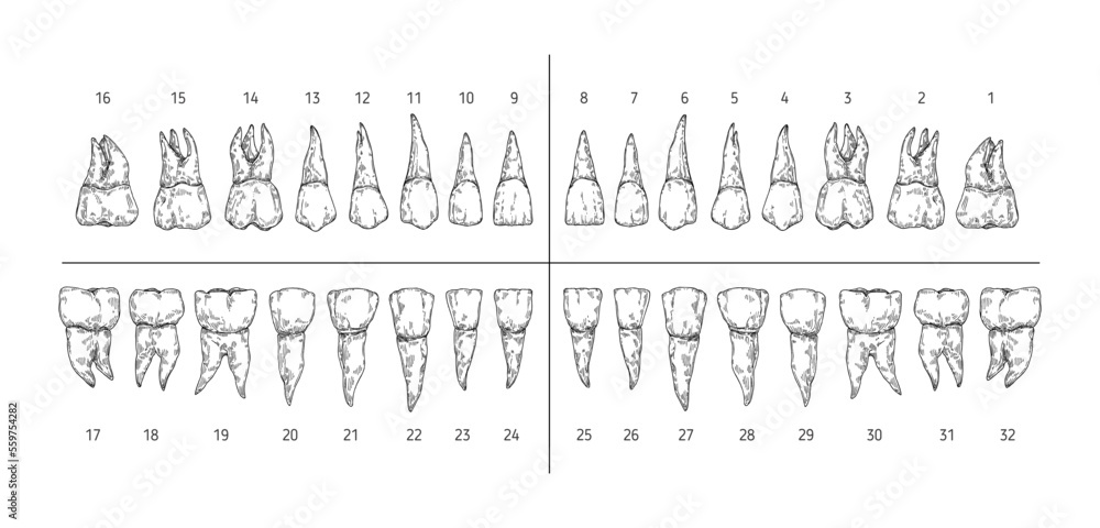 Tooth types sketch. Teeth with roots, dentist tooth numbers system and ...