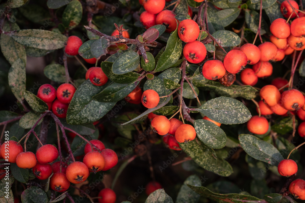 Pyracantha coccinea scarlet firethorn ornamental shrub, orange group of ...