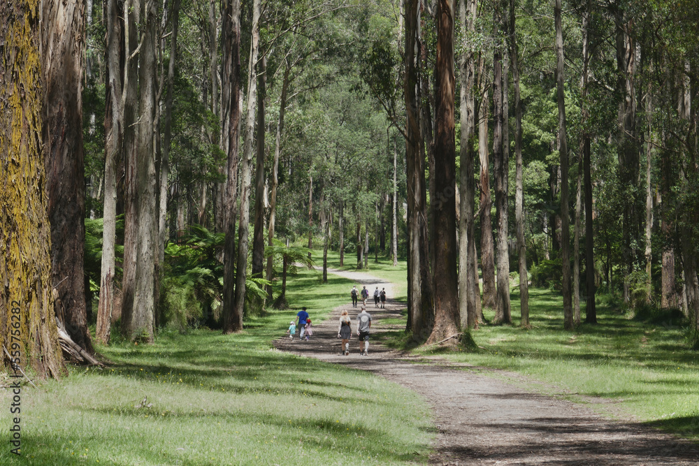 Foto de Huge Mountain Ash dominate the bush generic landscape of the ...