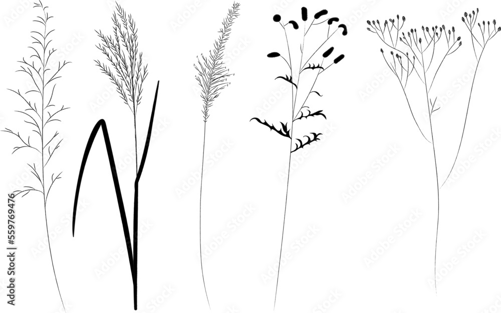 Field and meadow herbs, black outline, trend sketch for eco design ...