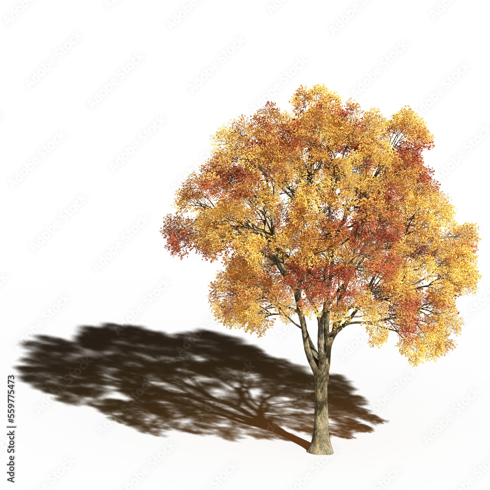 large tree with a shadow under it, isolated on a transparent background ...