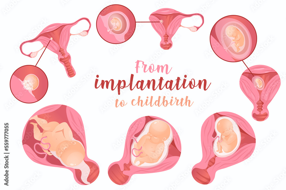 Pregnancy 3d realistic set. Bundle of female anatomy at medical ...