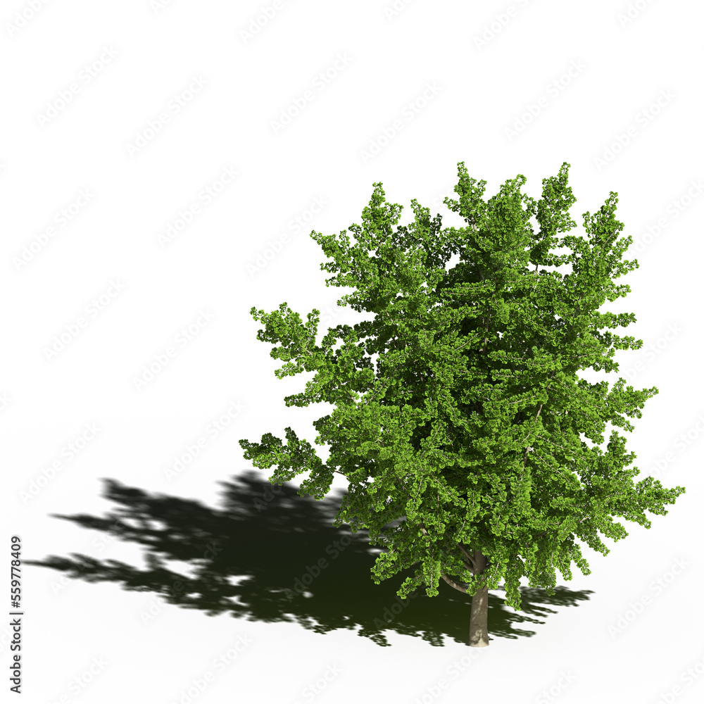 large tree with a shadow under it, isolated on white background, 3D ...
