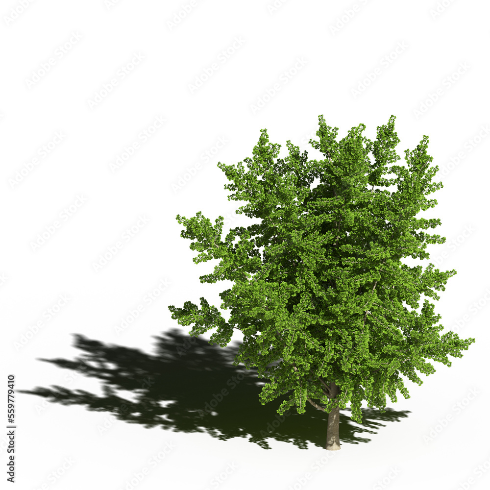 large tree with a shadow under it, isolated on a transparent background ...