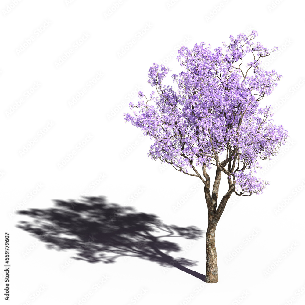 large tree with a shadow under it, isolated on a transparent background ...