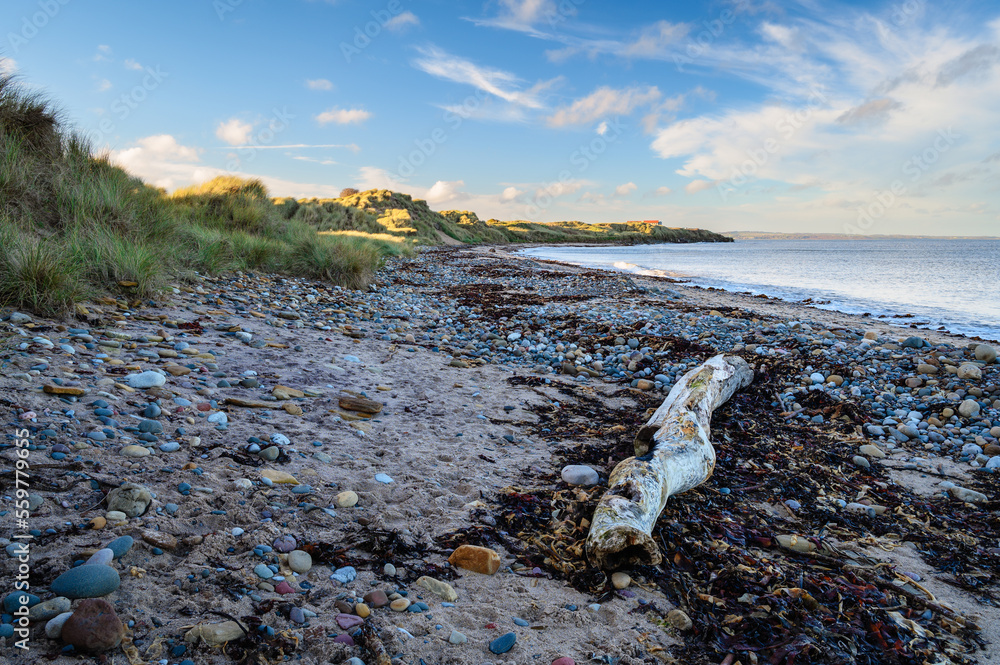 Driftwood on Low Hauxley Beach. Nestled in between Amble and Druridge ...