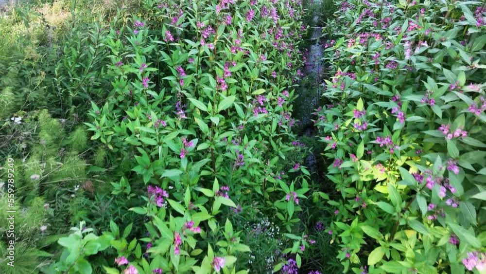 Ditch overgrown by Himalayan balsam (Impatiens glandulifera). Invasive ...