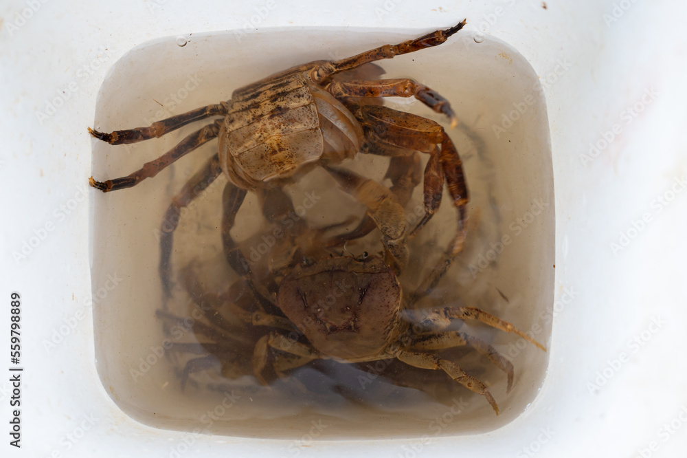Freshwater crabs are found throughout the tropical and subtropical ...